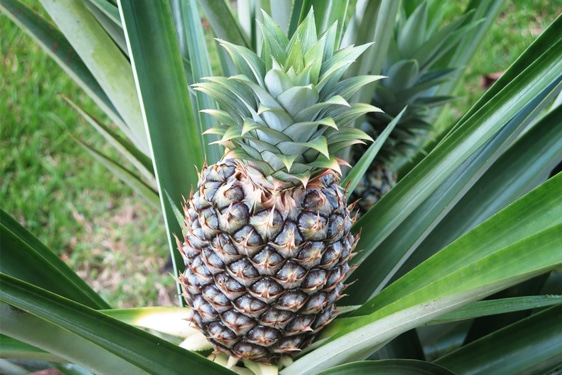 Pianta dell'Ananas - Gustour Conad