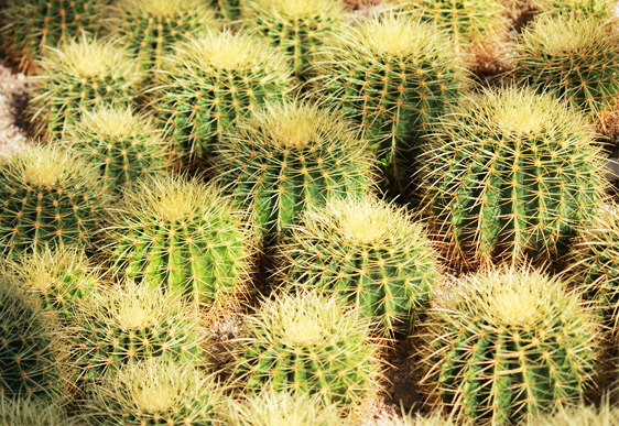 Cactus - Gustour Conad