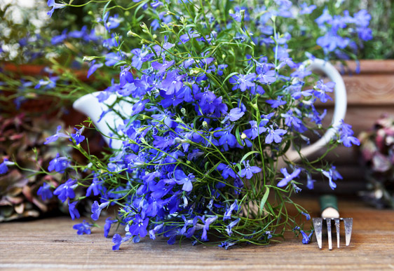 Lobelia - Gustour Conad