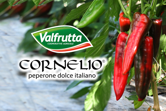 Cornelio. Il Peperone Dolce italiano - Gustour Conad