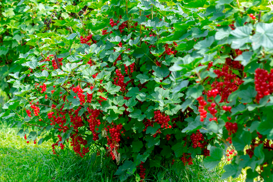 Pianta del Ribes - Gustour Conad