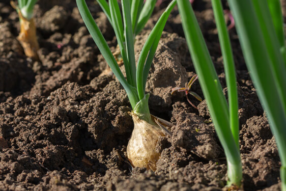 Pianta della Cipolla - Gustour Conad