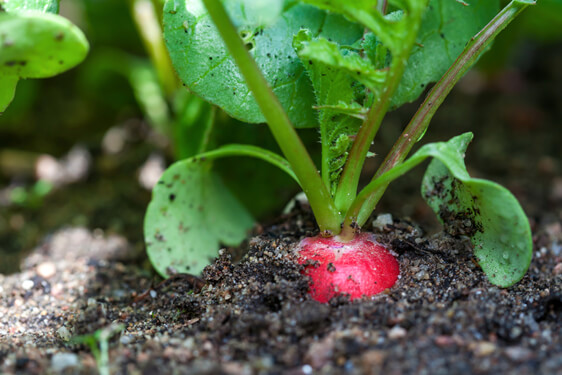 Pianta del Ravanello - Gustour Conad